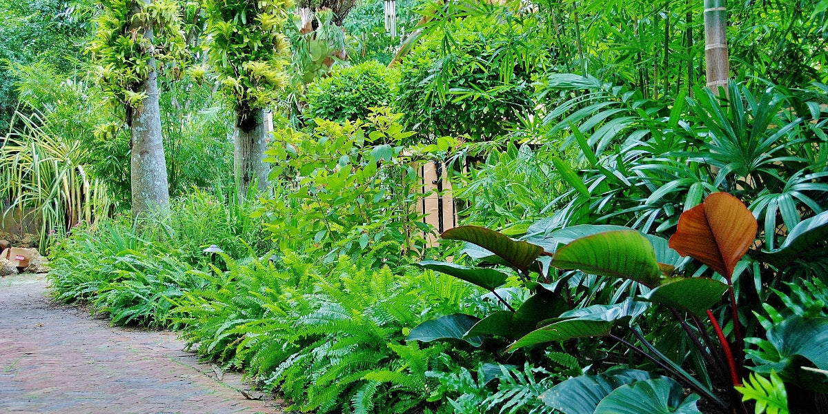 Zone 11 Plant Collection - Flourish in Extreme Warmth