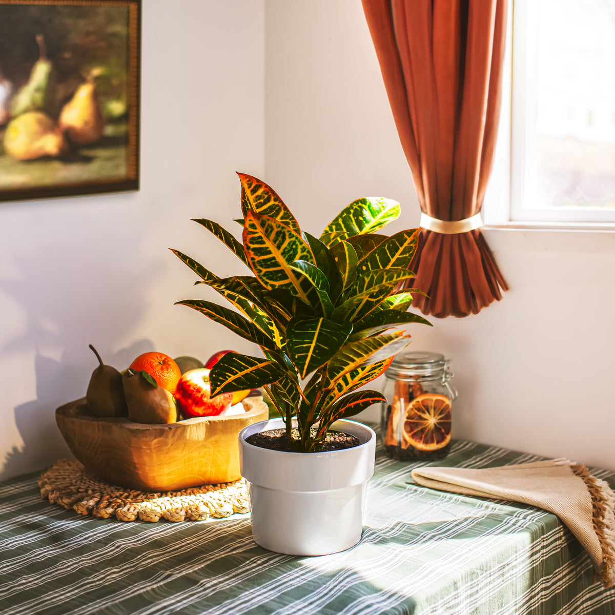 Fall Solstice Collection | Lively Root