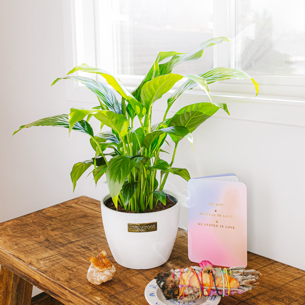 Houseplant Gifts for Libra | Lively Root