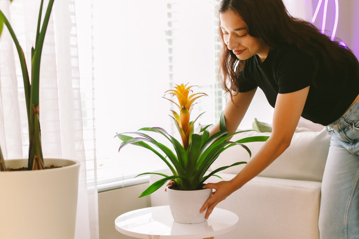 Gifts for Plant Lovers | Live Plant Delivery | Lively Root