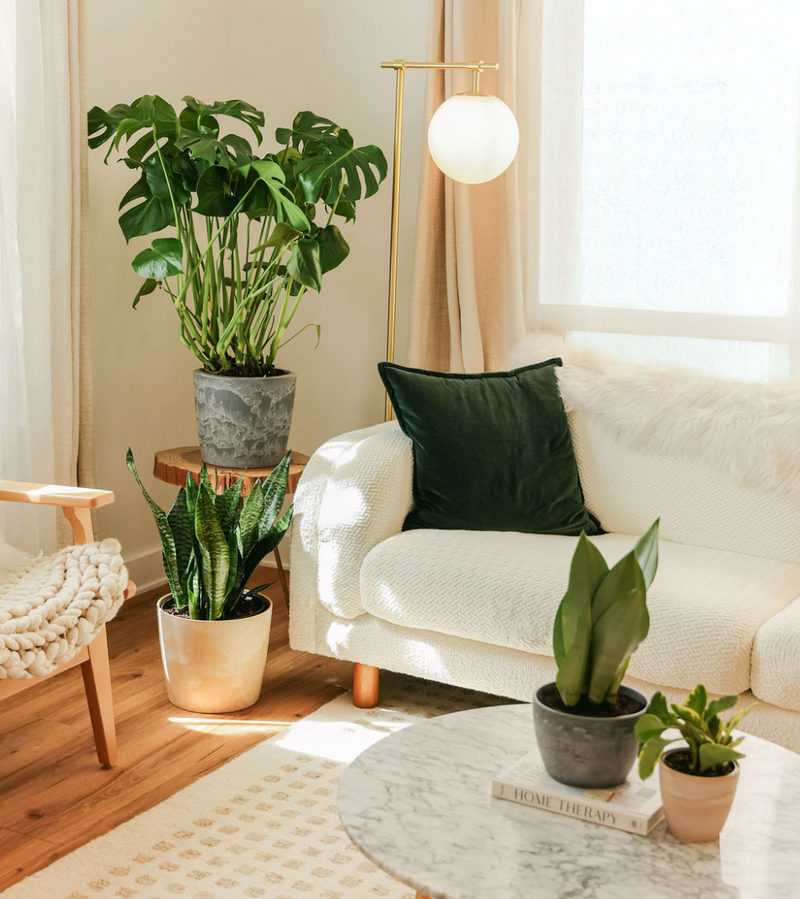 Buy Plants Online | Order Live Plants for Sale | Lively Root