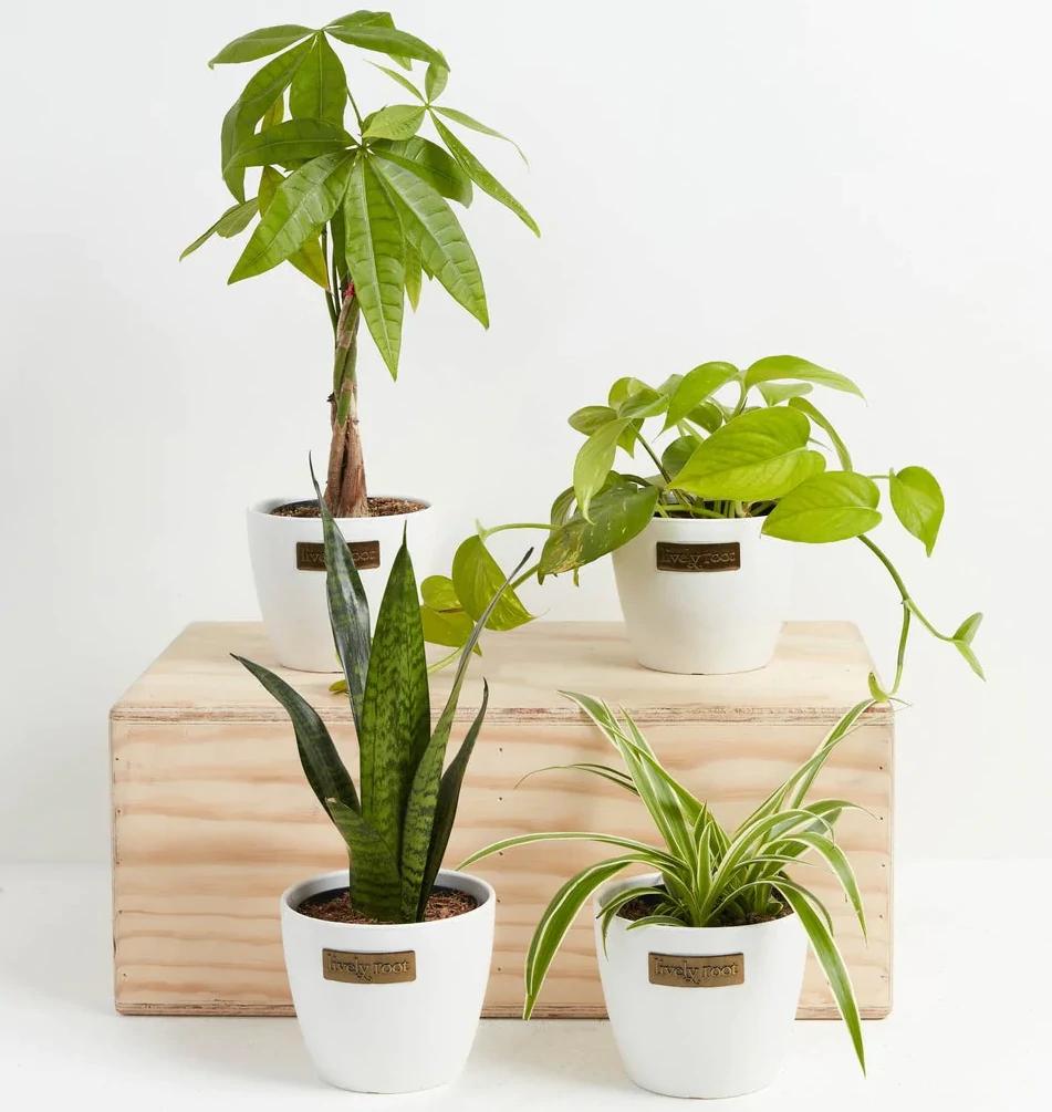 Plant Bundles Collection | Plants as Gifts | Lively Root
