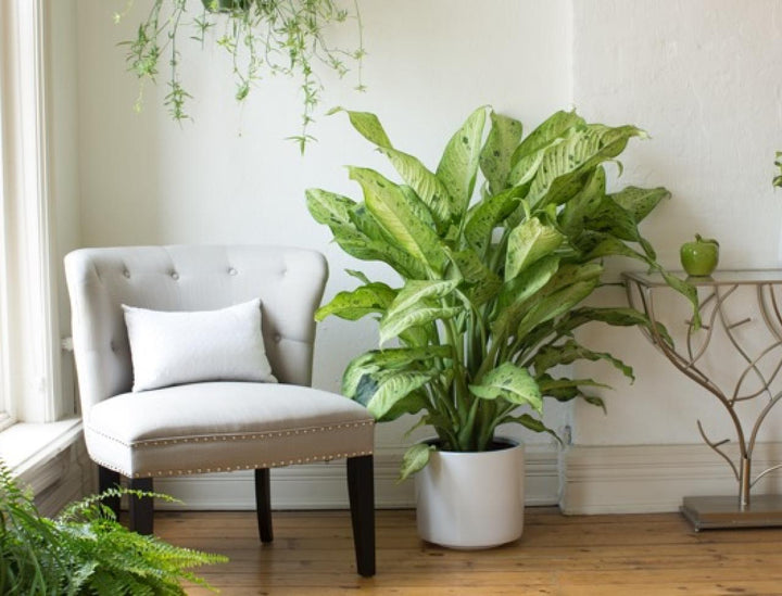 Collections | Lively Root