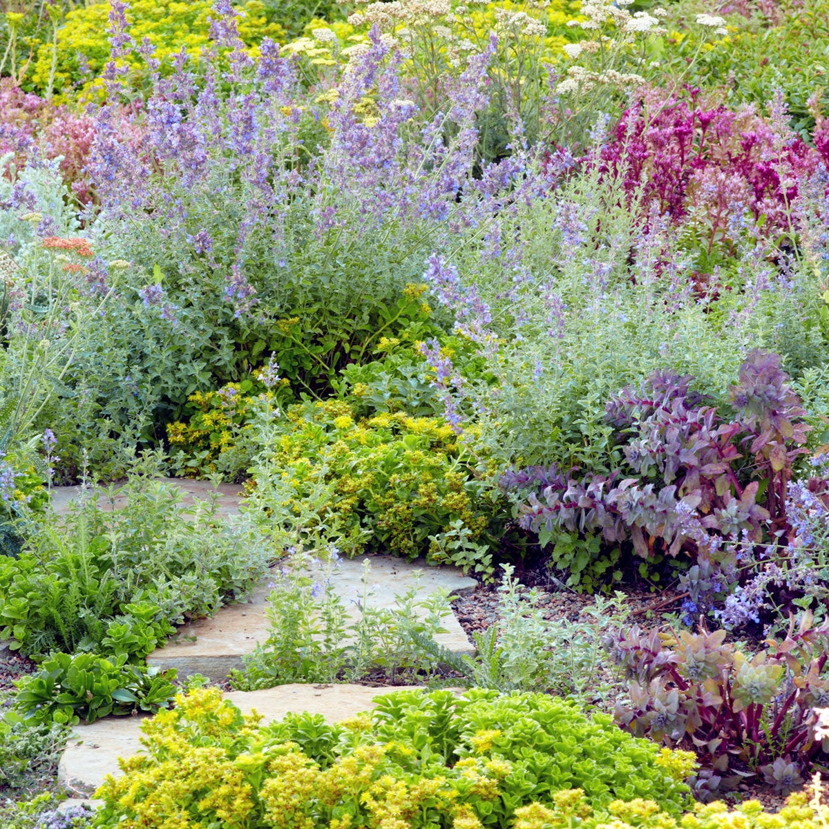 Zone 7 Plants (7a And 7b): Best Plants for Moderate Climates