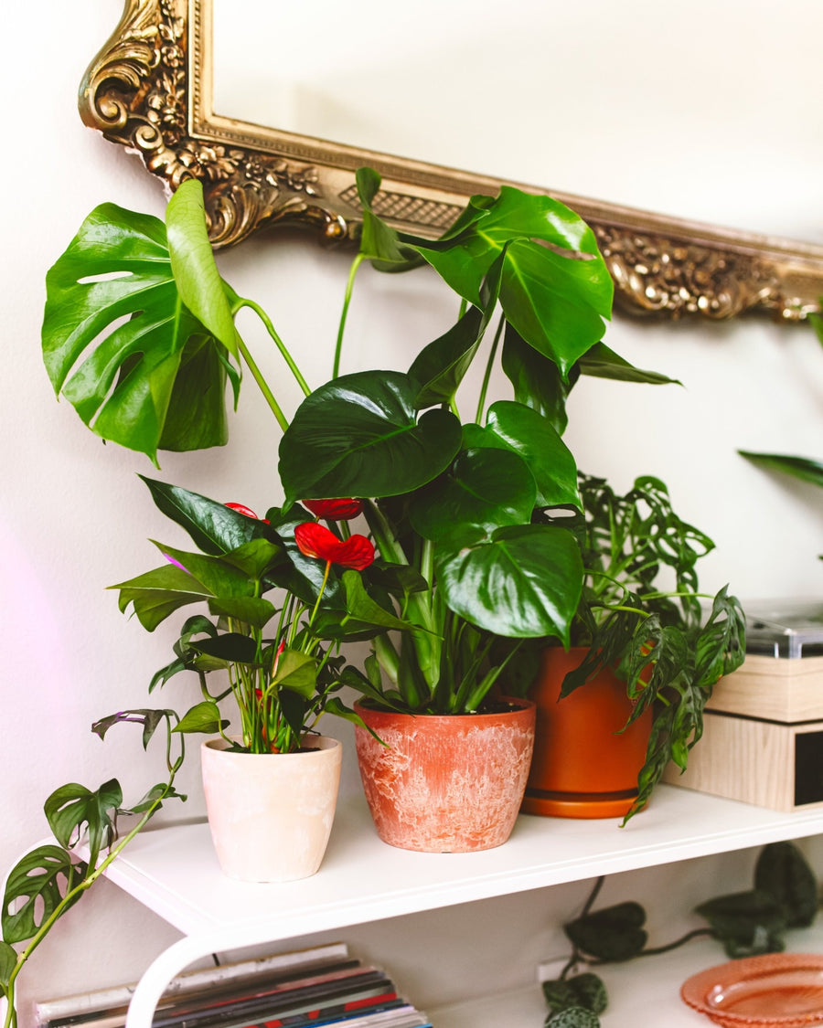 Buy Plants Online | Order Live Plants for Sale | Lively Root