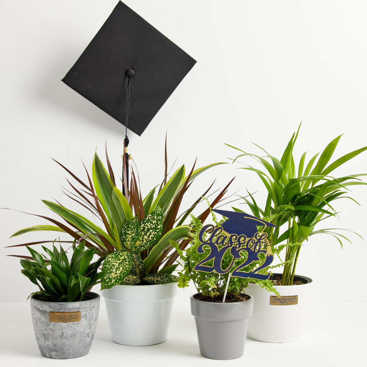 Graduation Day | Plants for Delivery | Lively Root