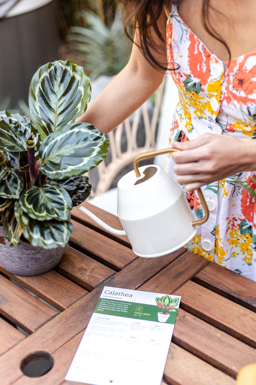 About Us | Lively Root