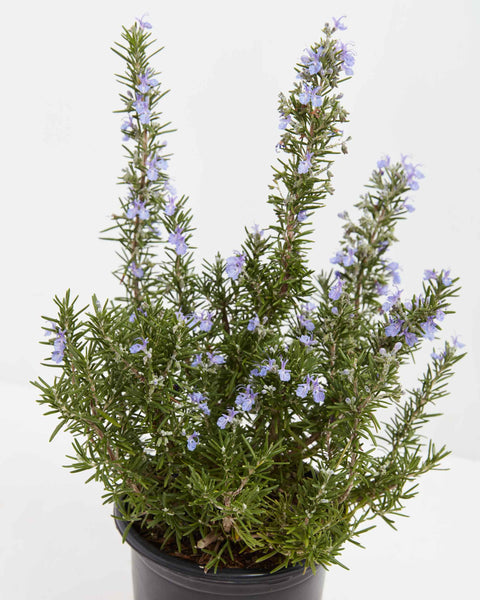 Tuscan Blue Rosemary | Patio & Landscape Plants | Lively Root