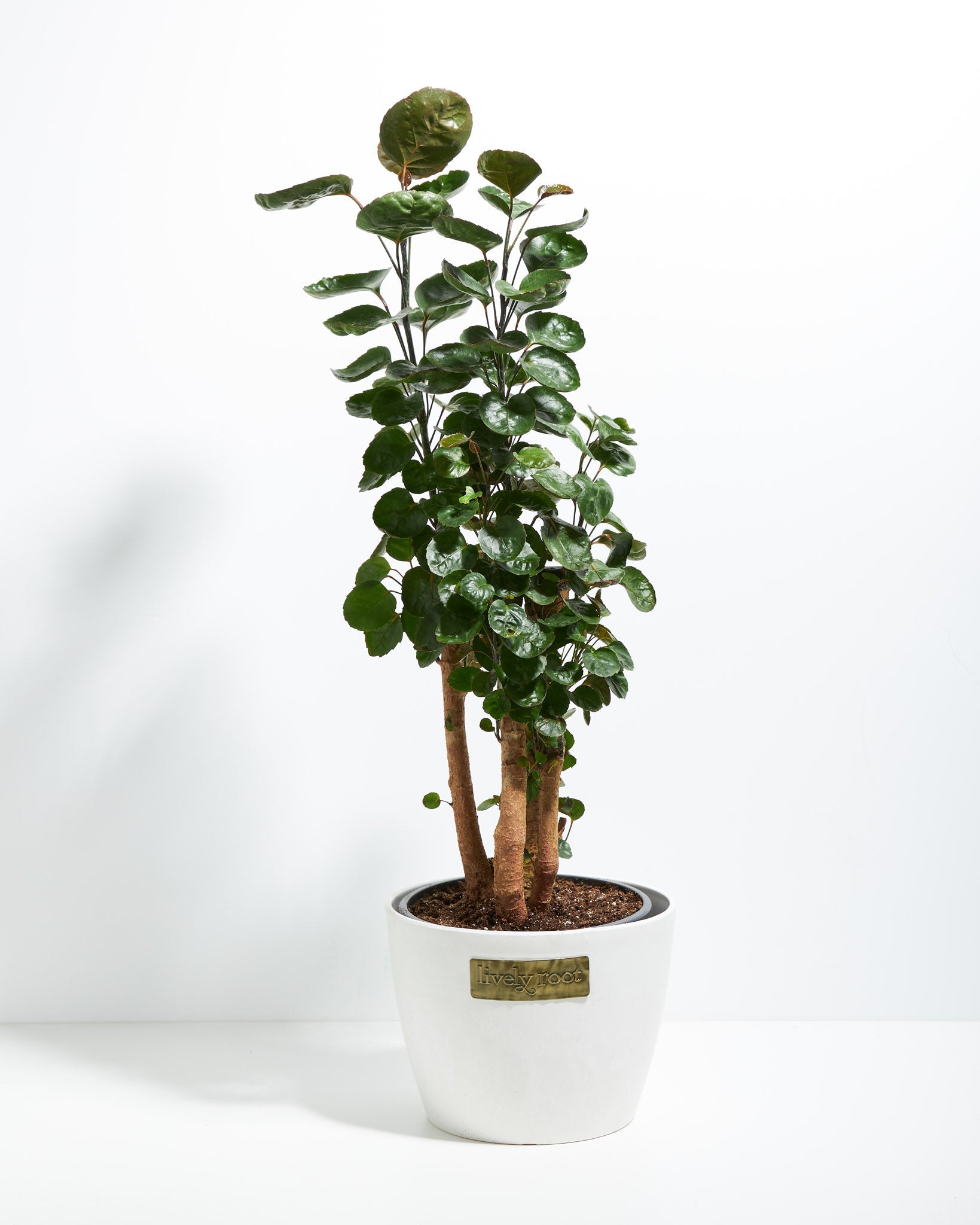 Aralia Fabian Stump for Sale | Including Care Guide | Lively Root