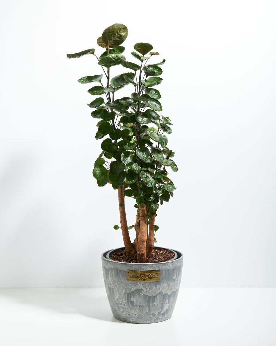 Aralia Fabian Stump for Sale | Including Care Guide | Lively Root