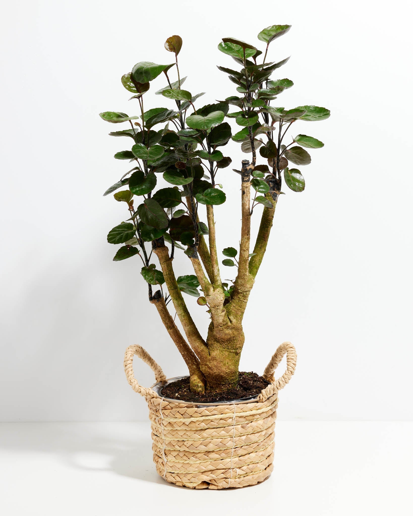 Aralia Fabian Stump for Sale | Including Care Guide | Lively Root