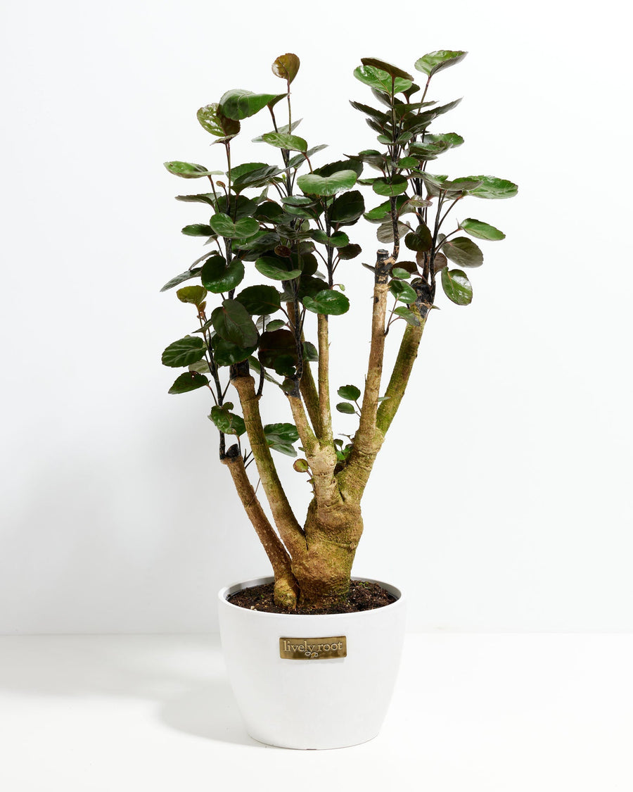 Aralia Fabian Stump for Sale | Including Care Guide | Lively Root