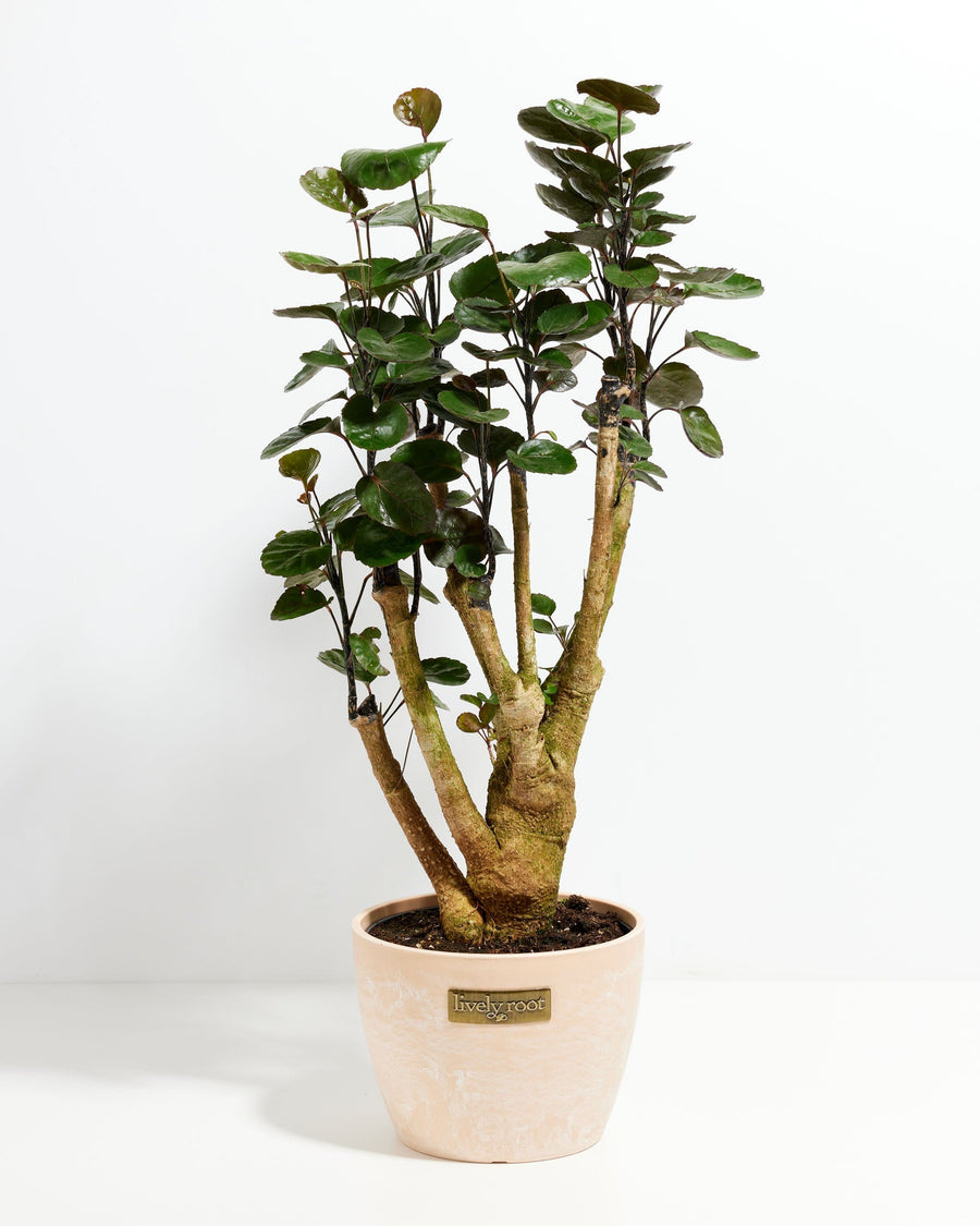 Aralia Fabian Stump for Sale | Including Care Guide | Lively Root