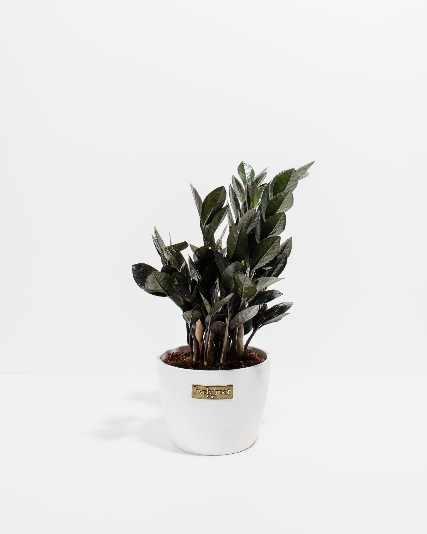 Black Raven ZZ Plant For Sale Including Care Guide