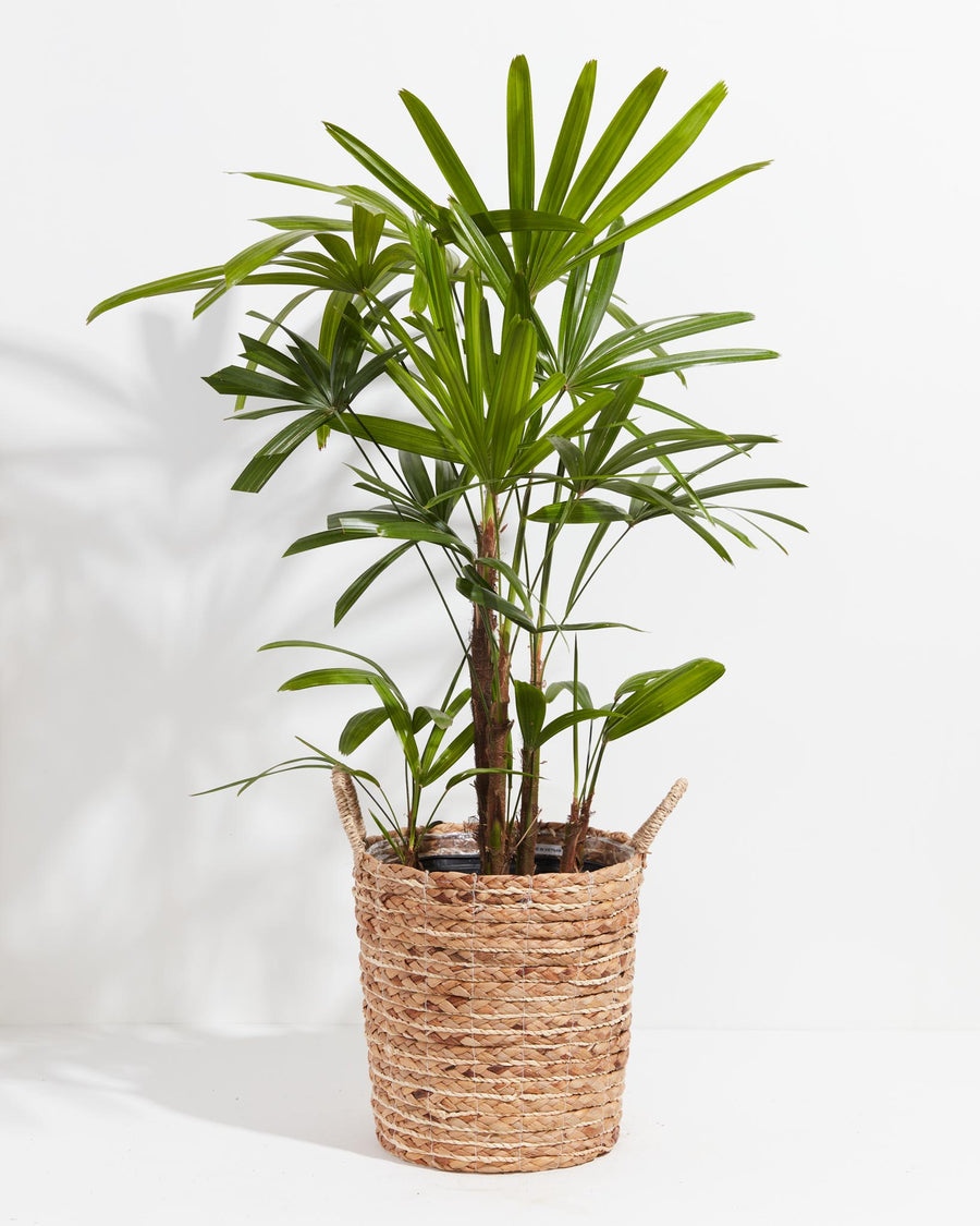 Lady Palm Tree Plant For Sale Including Care Guide