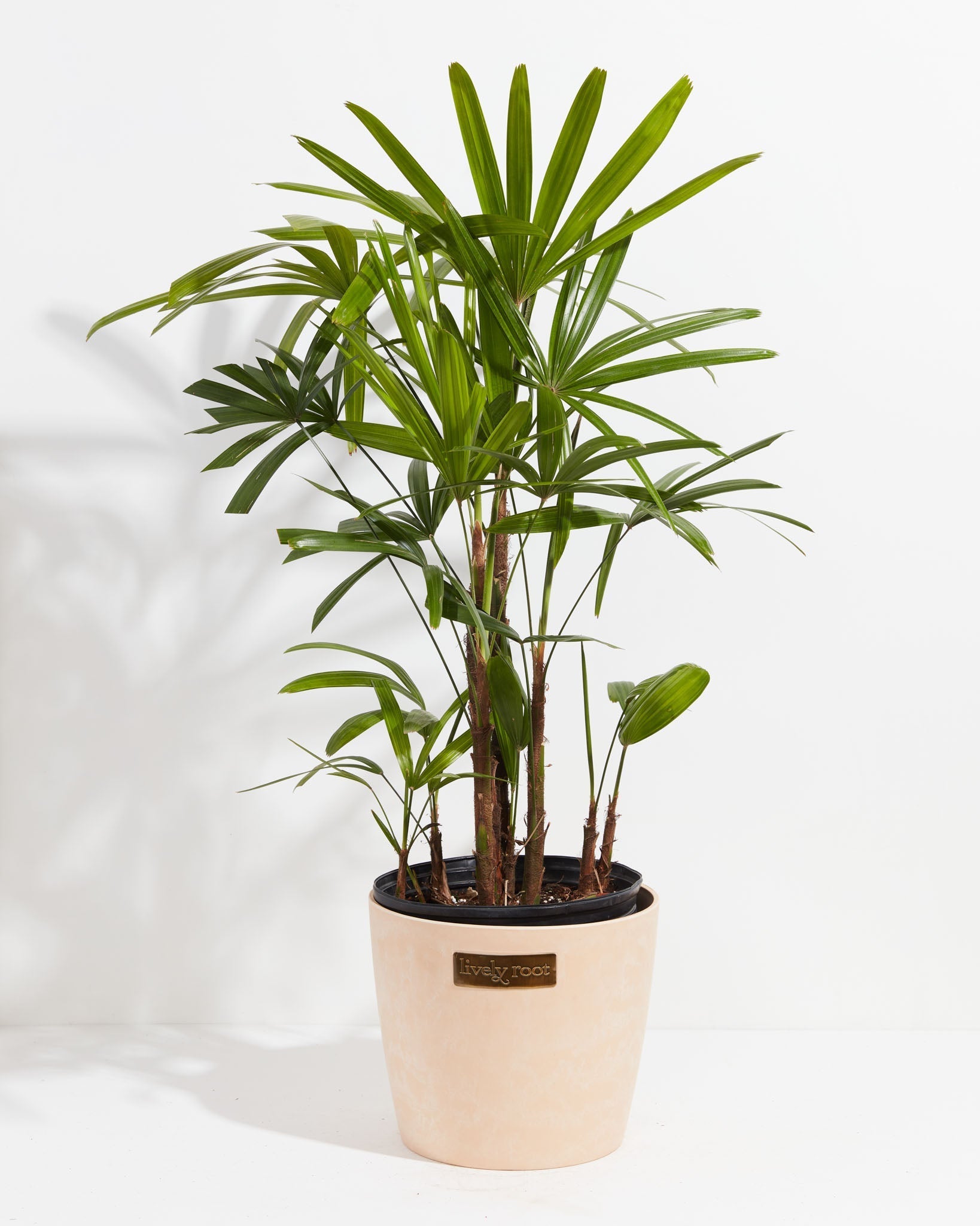 Lady Palm Tree Plant For Sale Including Care Guide
