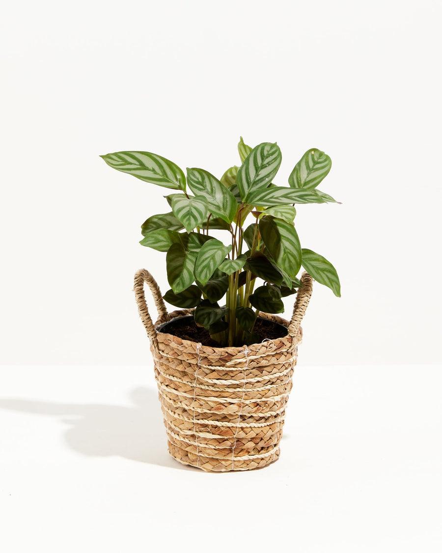 Calathea Setosa (Compact Star) For Sale Including Care Guide