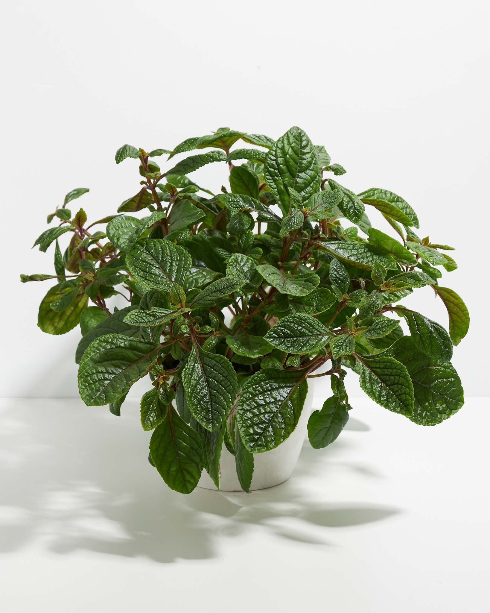 Purple Swedish Ivy | Live Hanging Plants | Lively Root