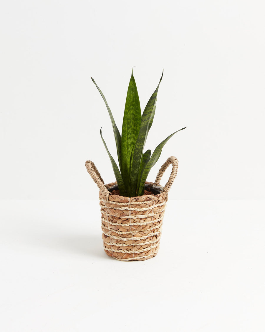 Shop Sansevieria Zeylanica Snake Plant, Including Care Guide