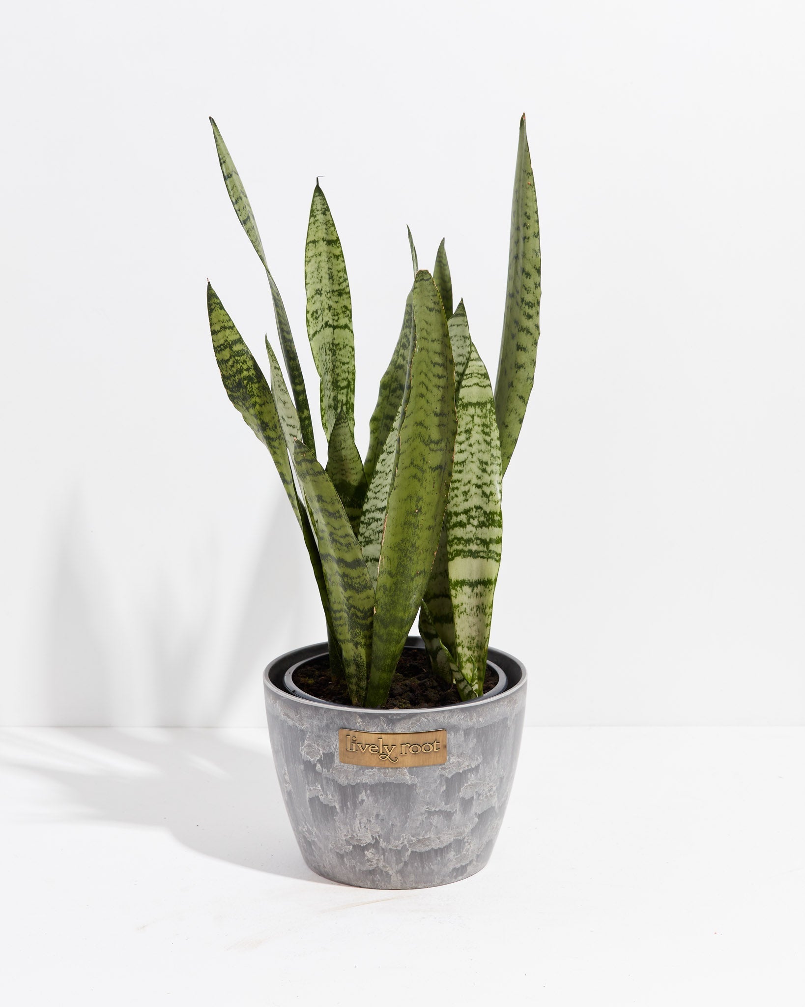 Shop Sansevieria Zeylanica Snake Plant, Including Care Guide