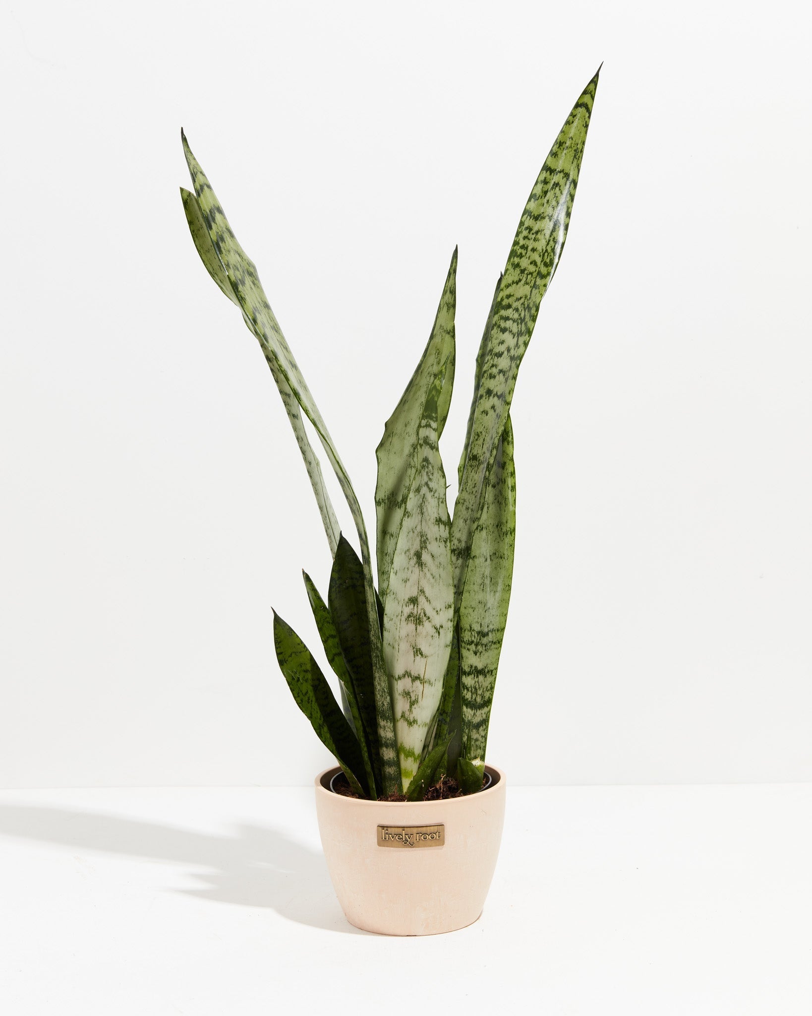 Shop Sansevieria Zeylanica Snake Plant, Including Care Guide