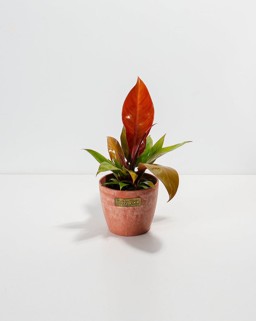 Buy Philodendron Prince of Orange | Including Care Guide