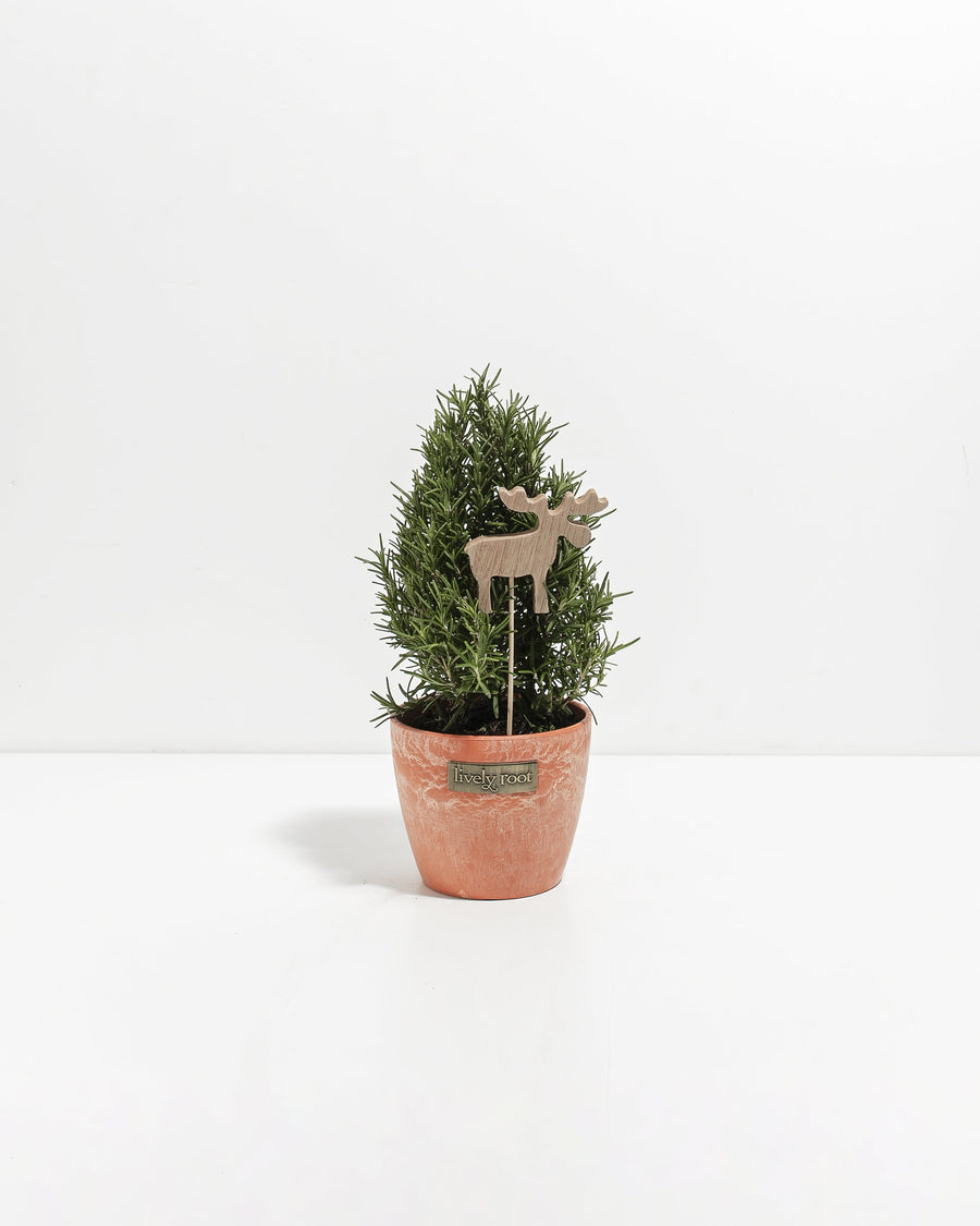 Rosemary Christmas Tree | Holiday Plants | Lively Root