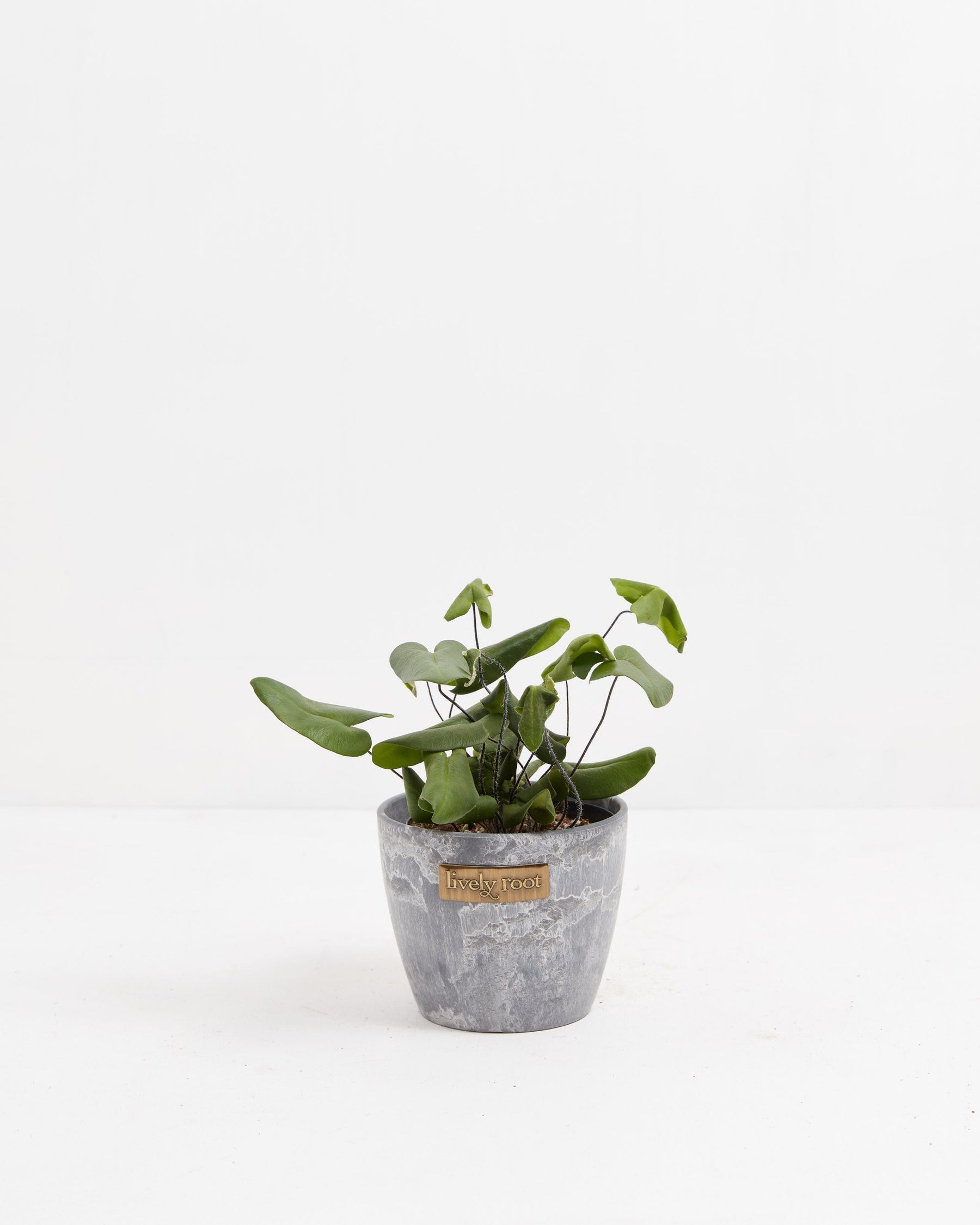 Heart Fern for Sale, Including Care Guide & Growing Tips