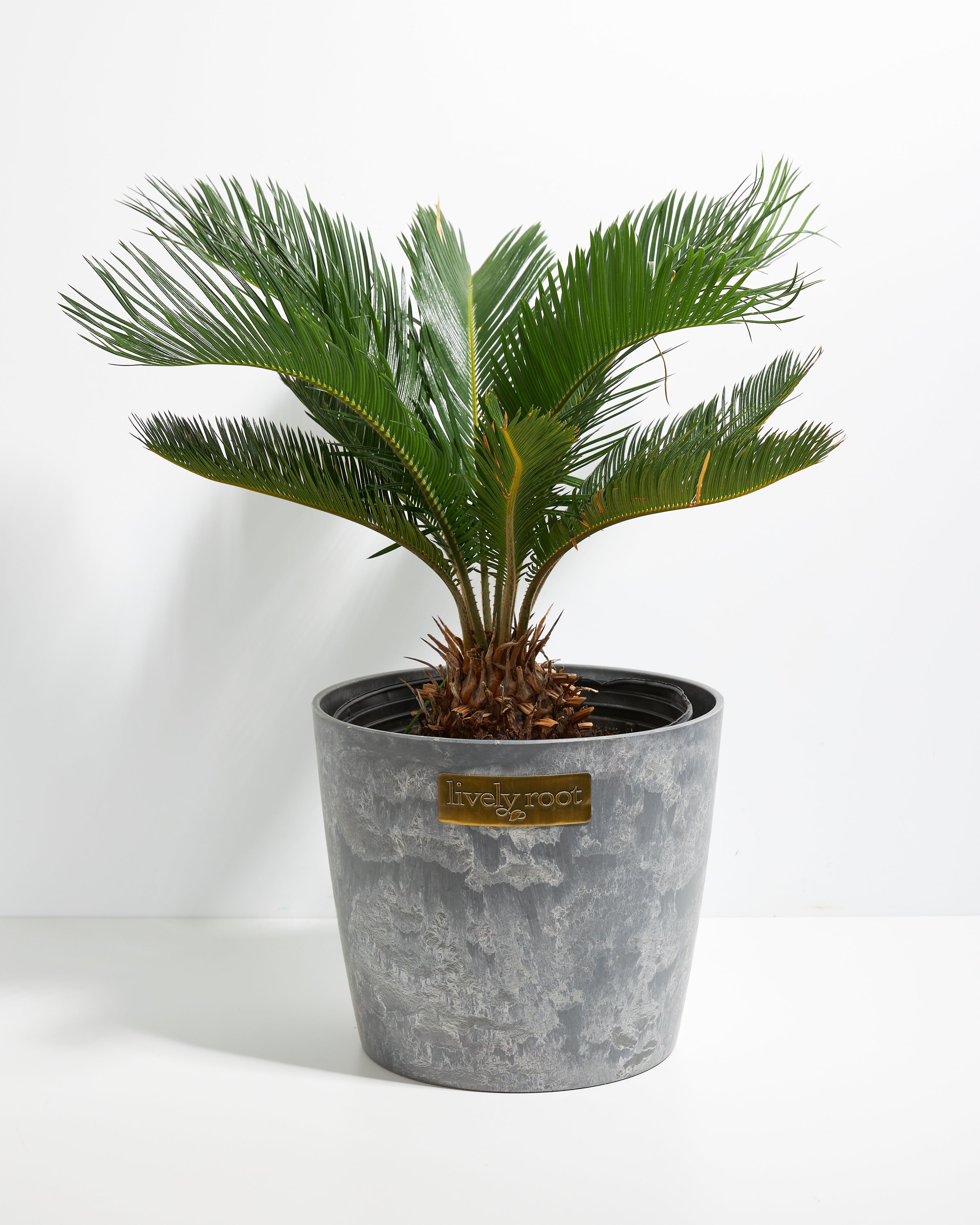 Sago Palm For Sale | Palm Trees | Lively Root