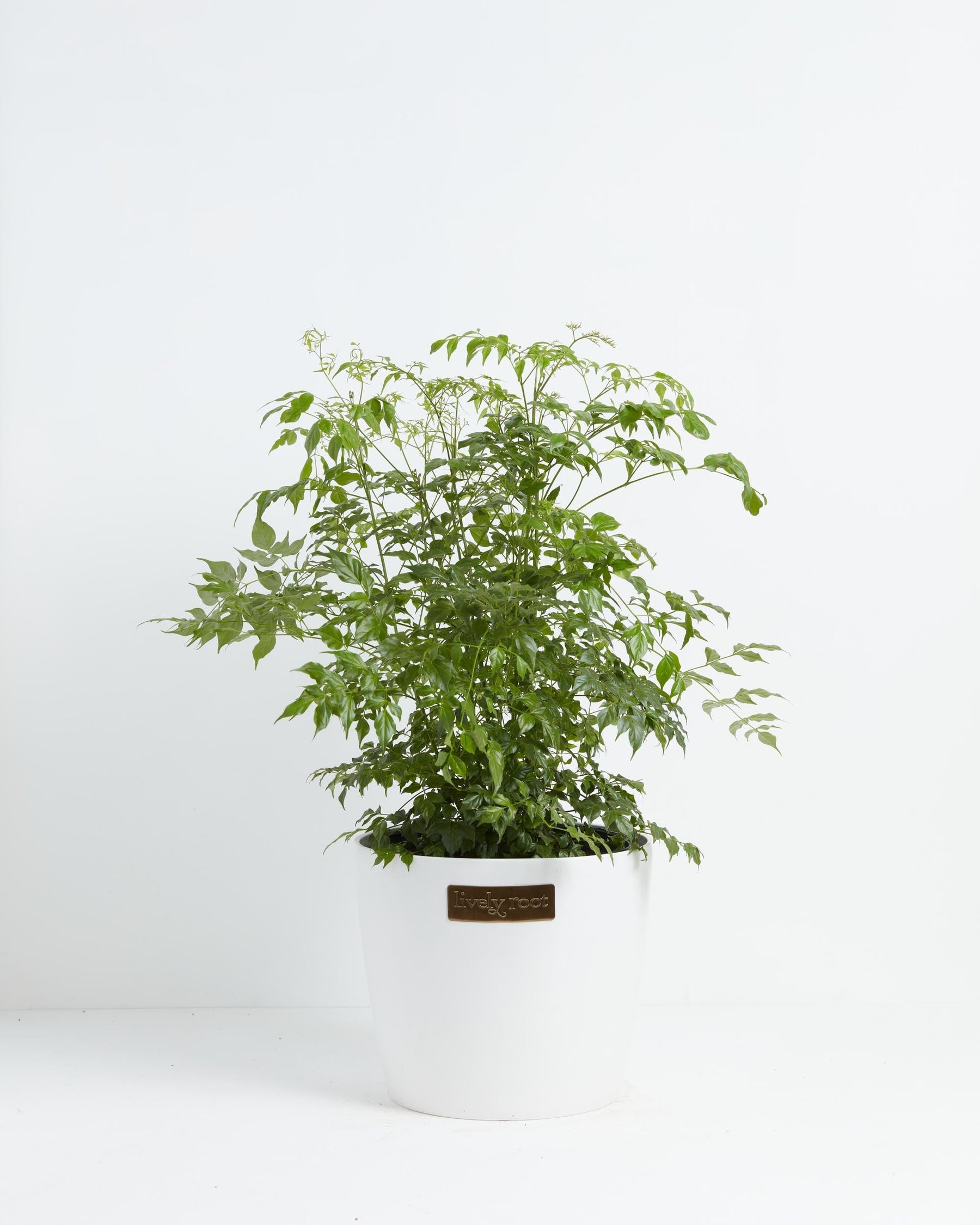 China Doll Plants for Delivery | Serpent Tree | Emerald Tree