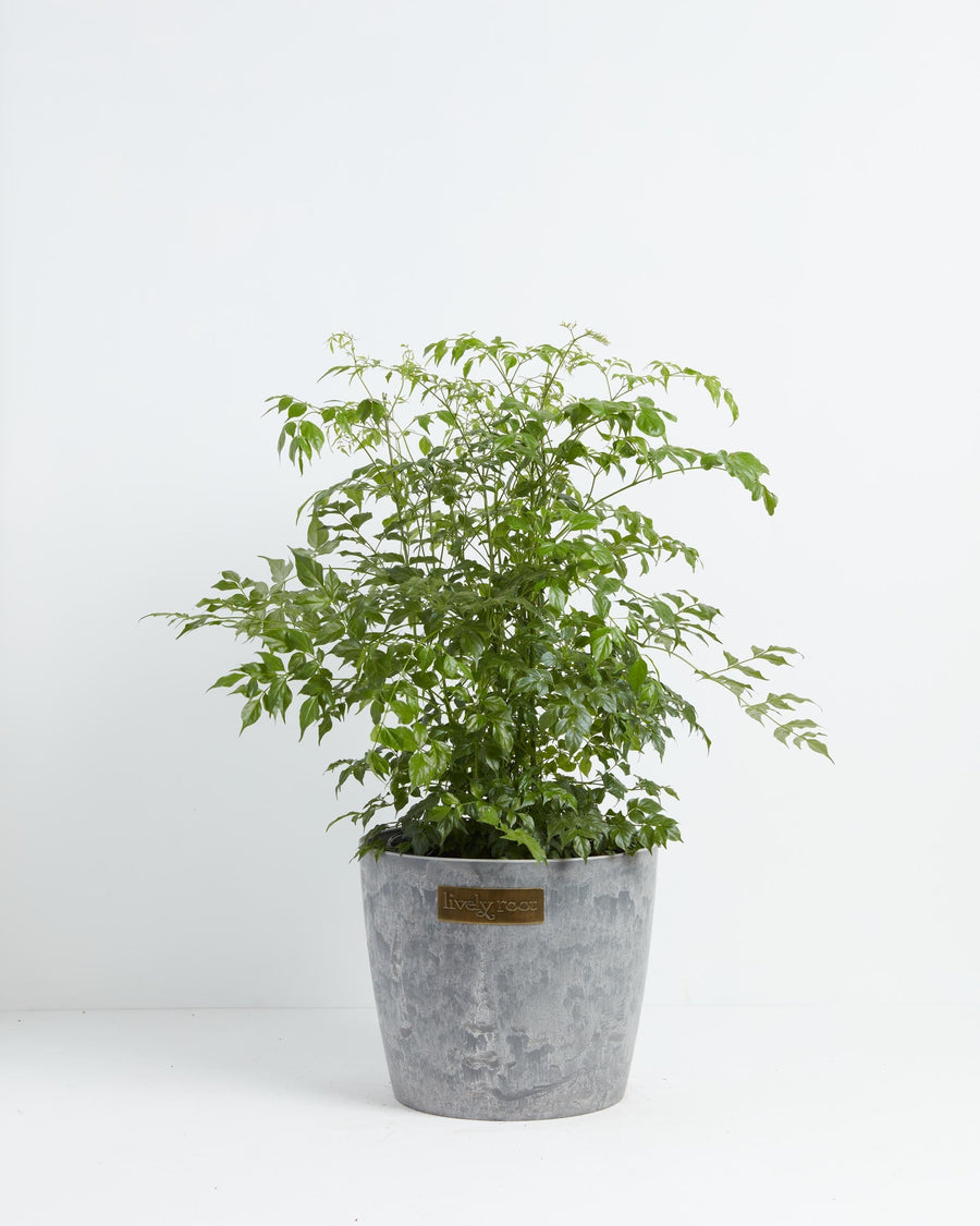 China Doll Plants for Delivery | Serpent Tree | Emerald Tree