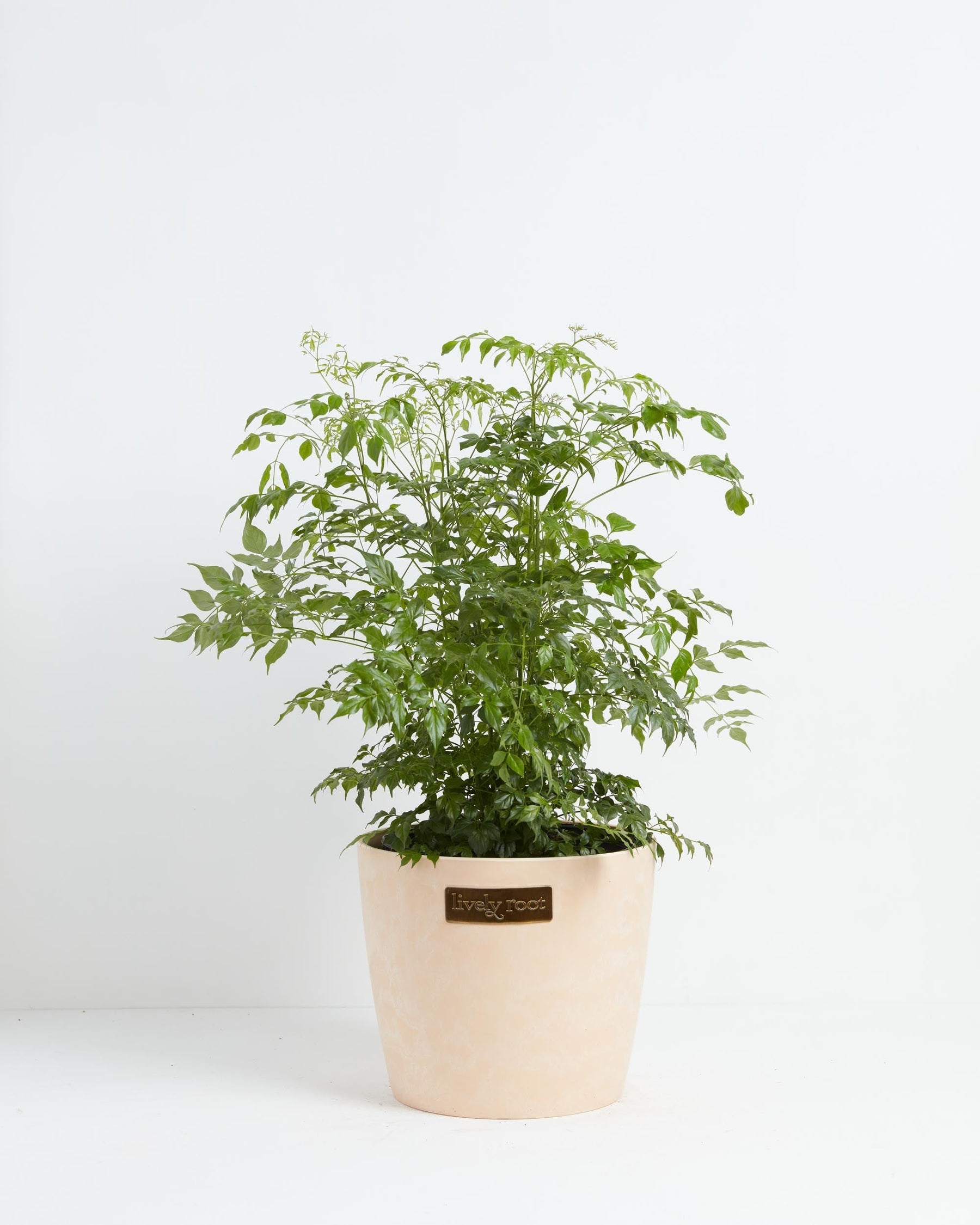 China Doll Plants for Delivery | Serpent Tree | Emerald Tree