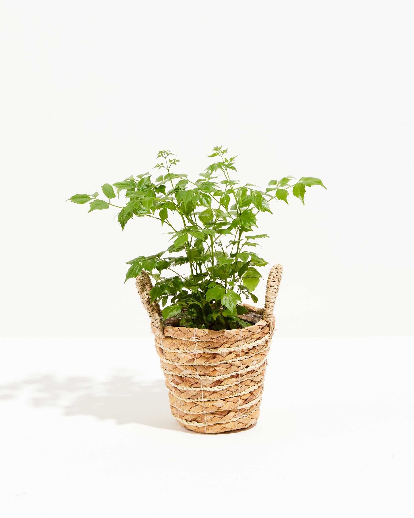China Doll Plants for Delivery | Serpent Tree | Emerald Tree