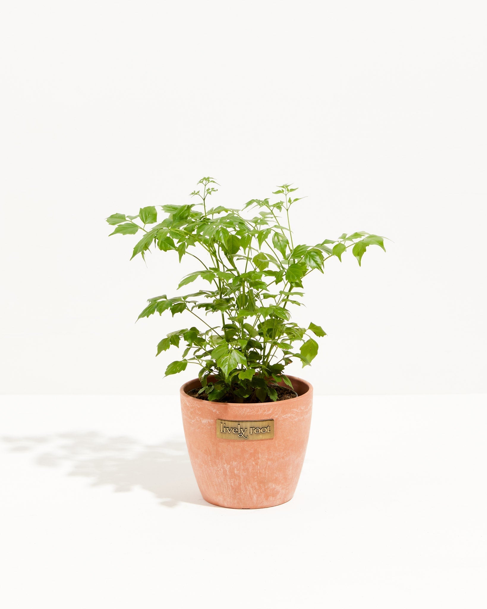 China Doll Plants for Delivery | Serpent Tree | Emerald Tree