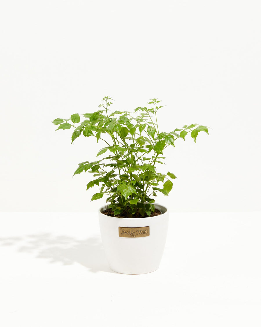 China Doll Plants for Delivery | Serpent Tree | Emerald Tree