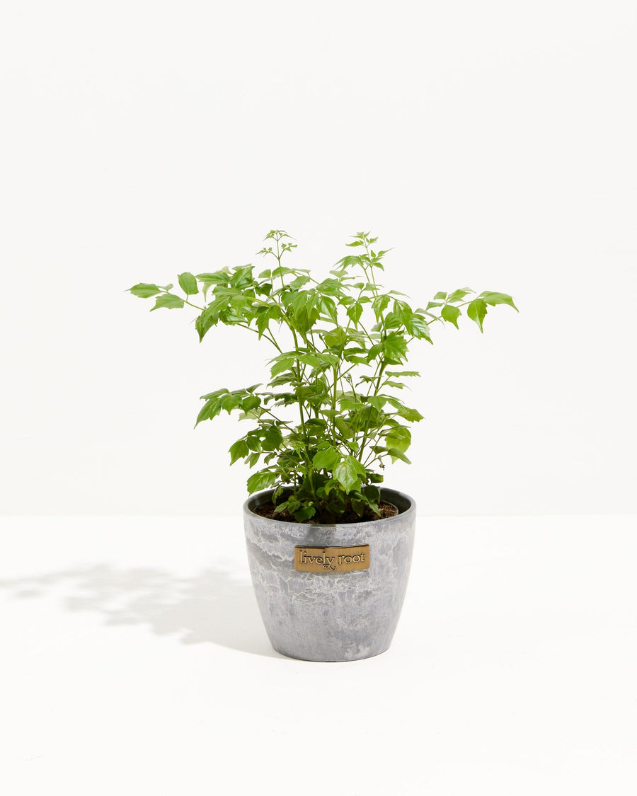 China Doll Plants for Delivery | Serpent Tree | Emerald Tree