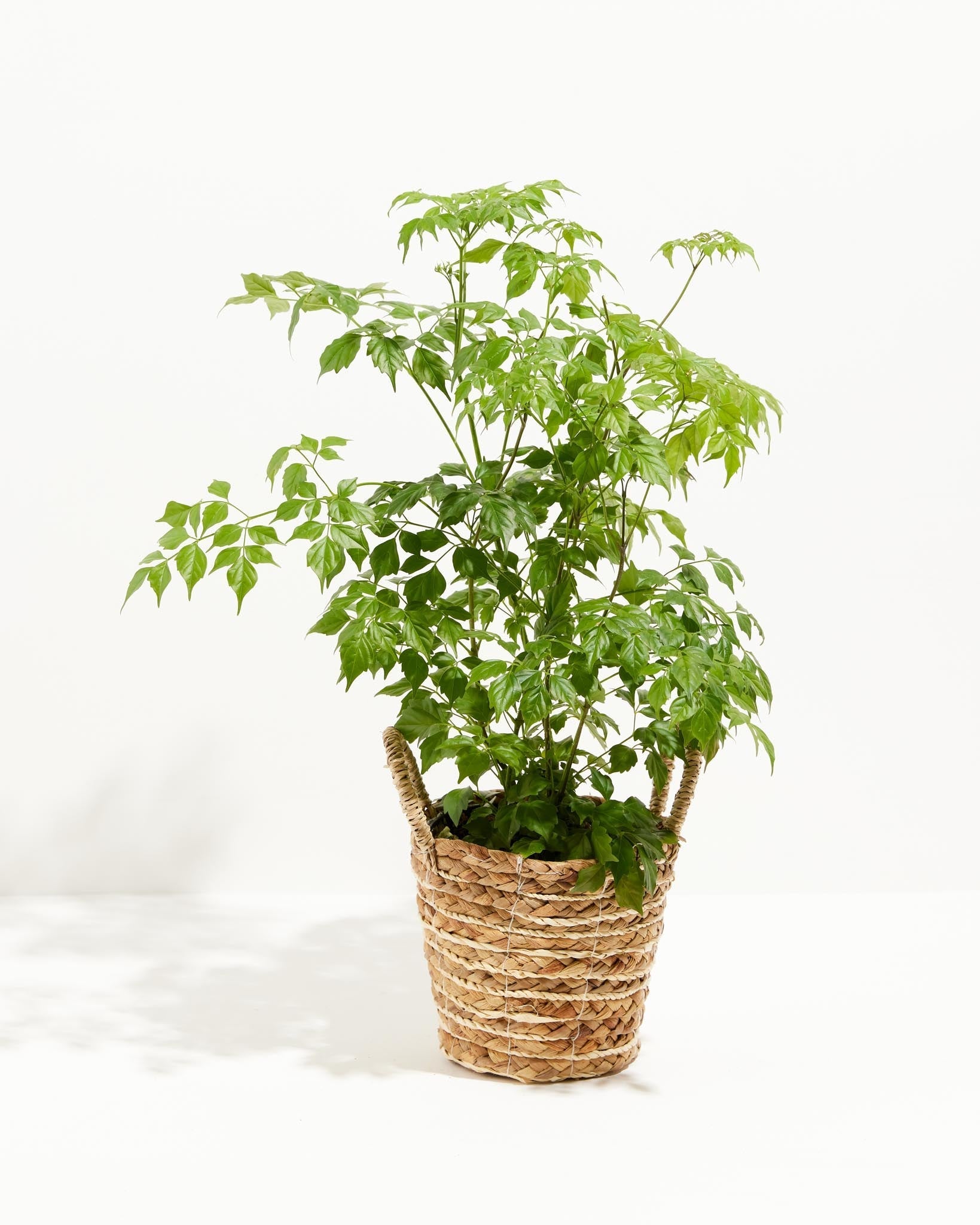 China Doll Plants for Delivery | Serpent Tree | Emerald Tree