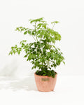 China Doll Plants for Delivery | Serpent Tree | Emerald Tree
