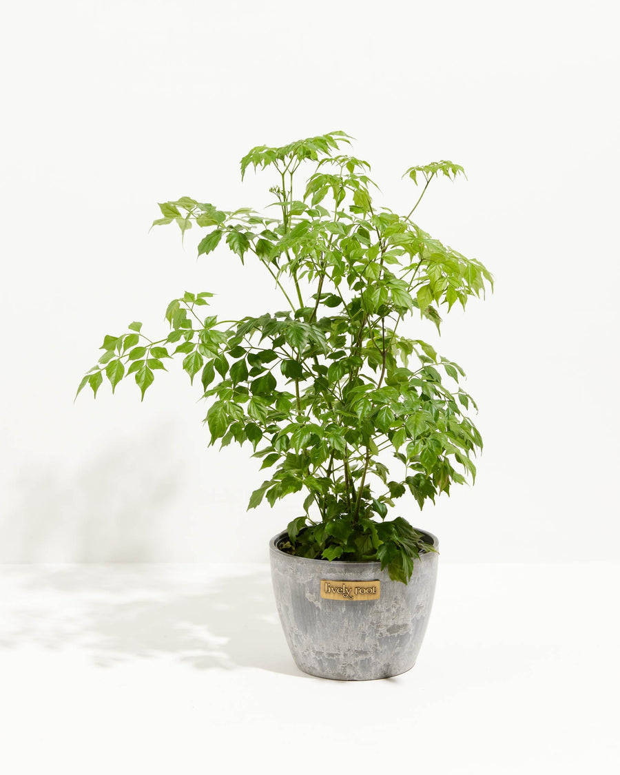 China Doll Plants for Delivery | Serpent Tree | Emerald Tree