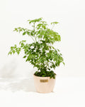 China Doll Plants for Delivery | Serpent Tree | Emerald Tree