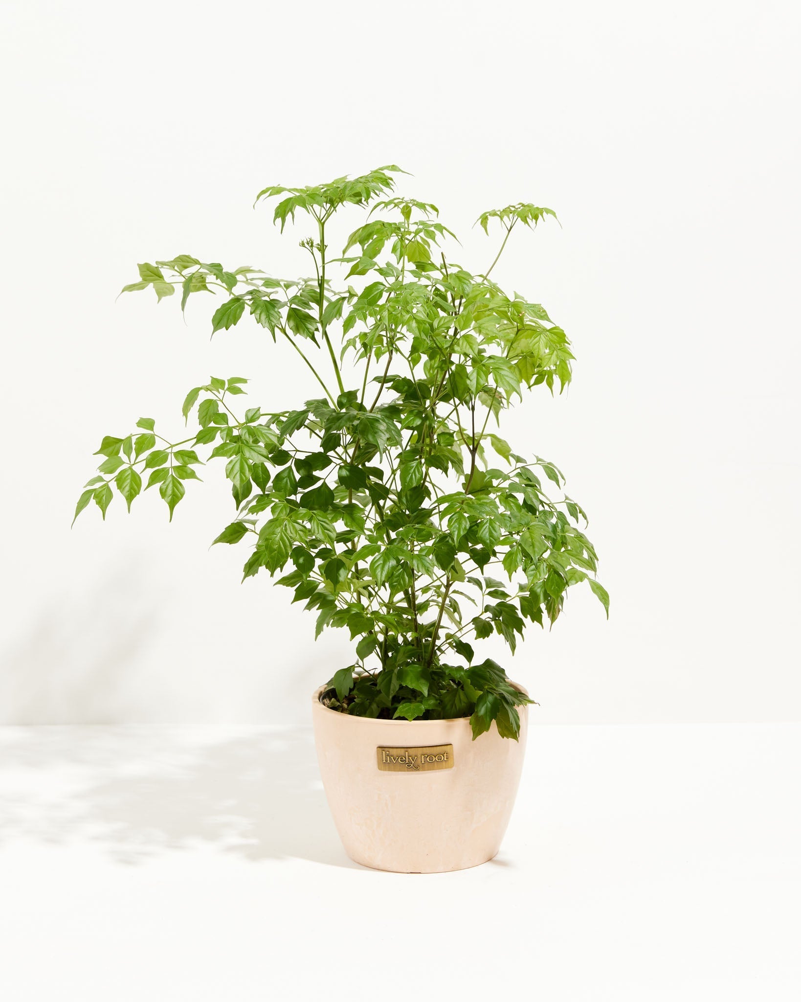 China Doll Plants for Delivery | Serpent Tree | Emerald Tree