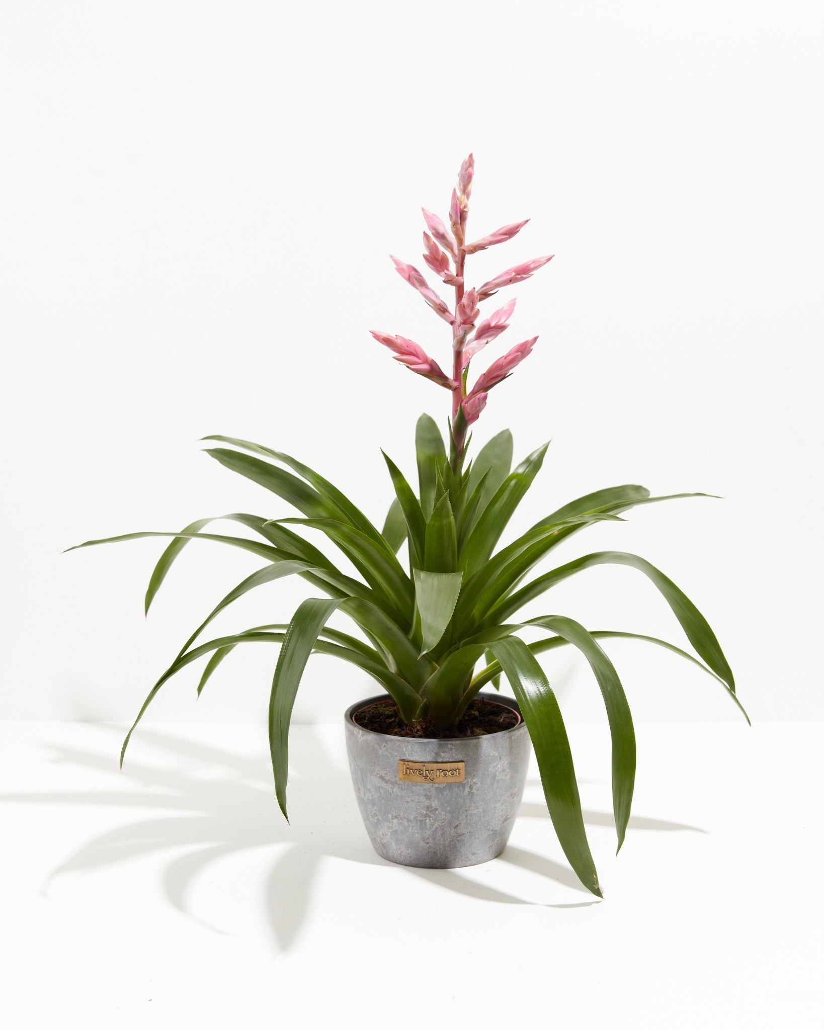 Claire Guzmania Bromeliad | Indoor Plants | Lively Root