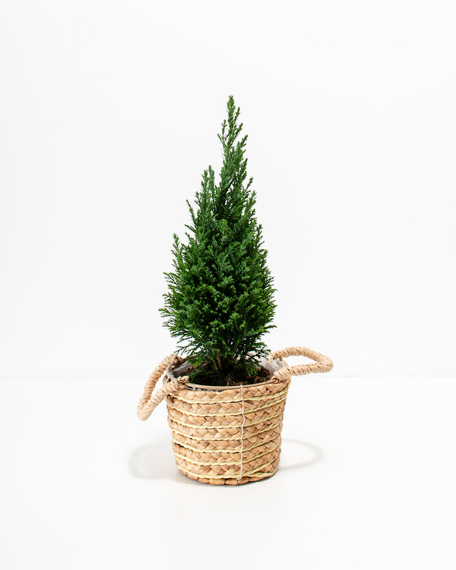 European Cypress Christmas Tree | Lively Root