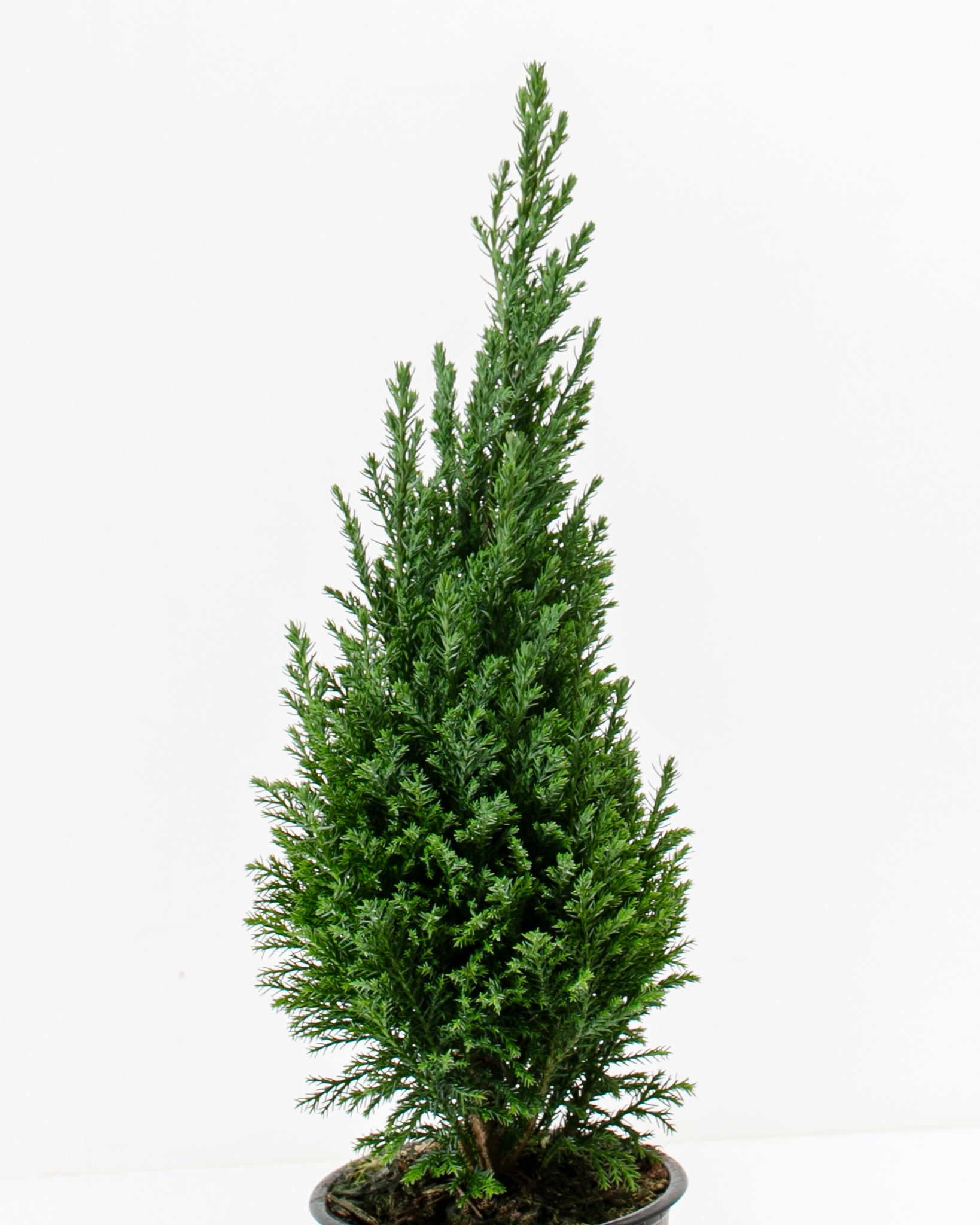 European Cypress Christmas Tree | Lively Root