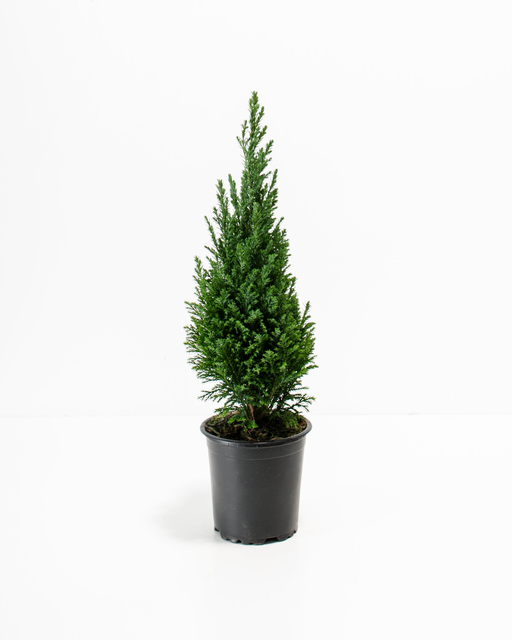 European Cypress Christmas Tree | Lively Root