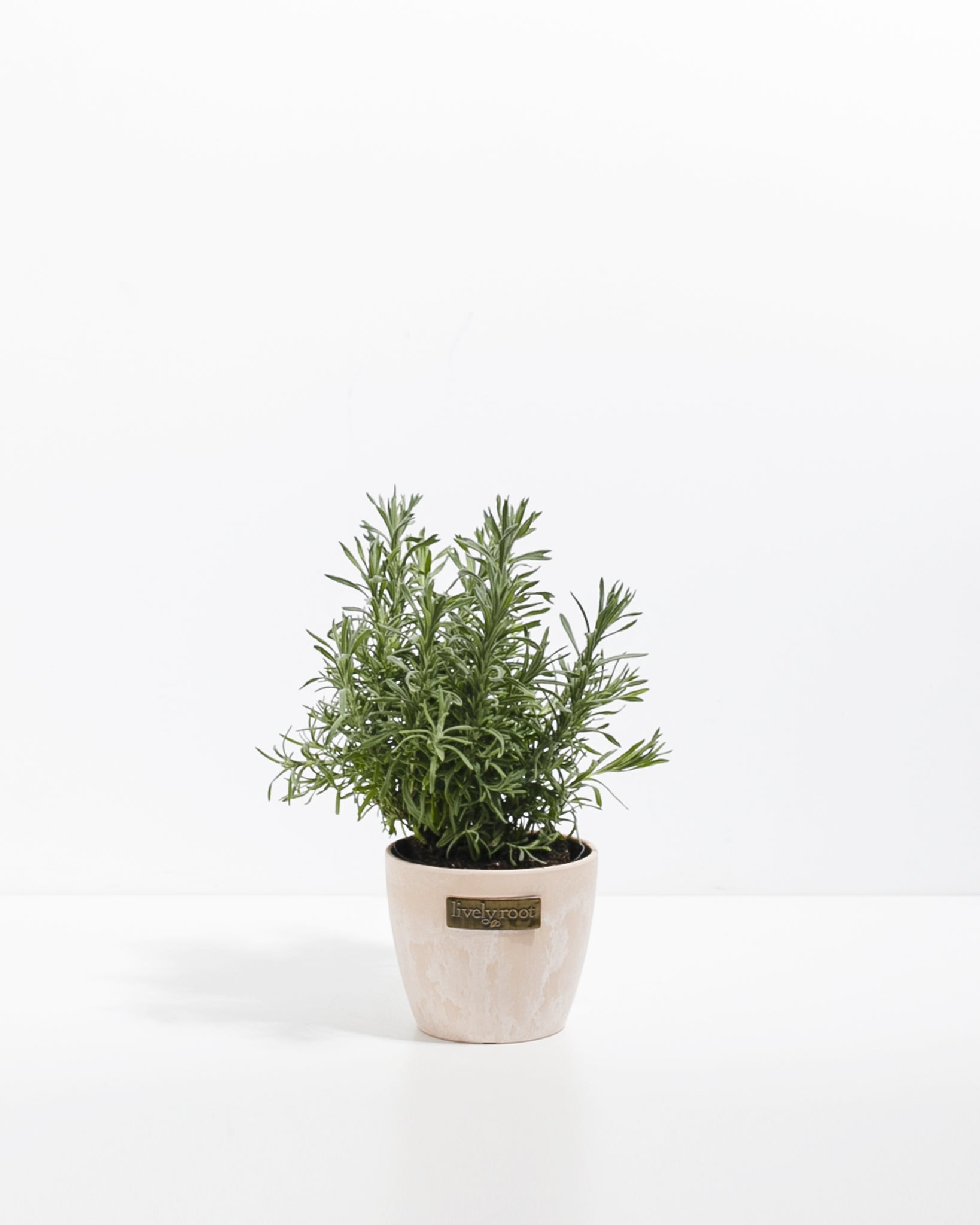 Lavender Primavera | Lovely Plant | Culinary | Smells Great