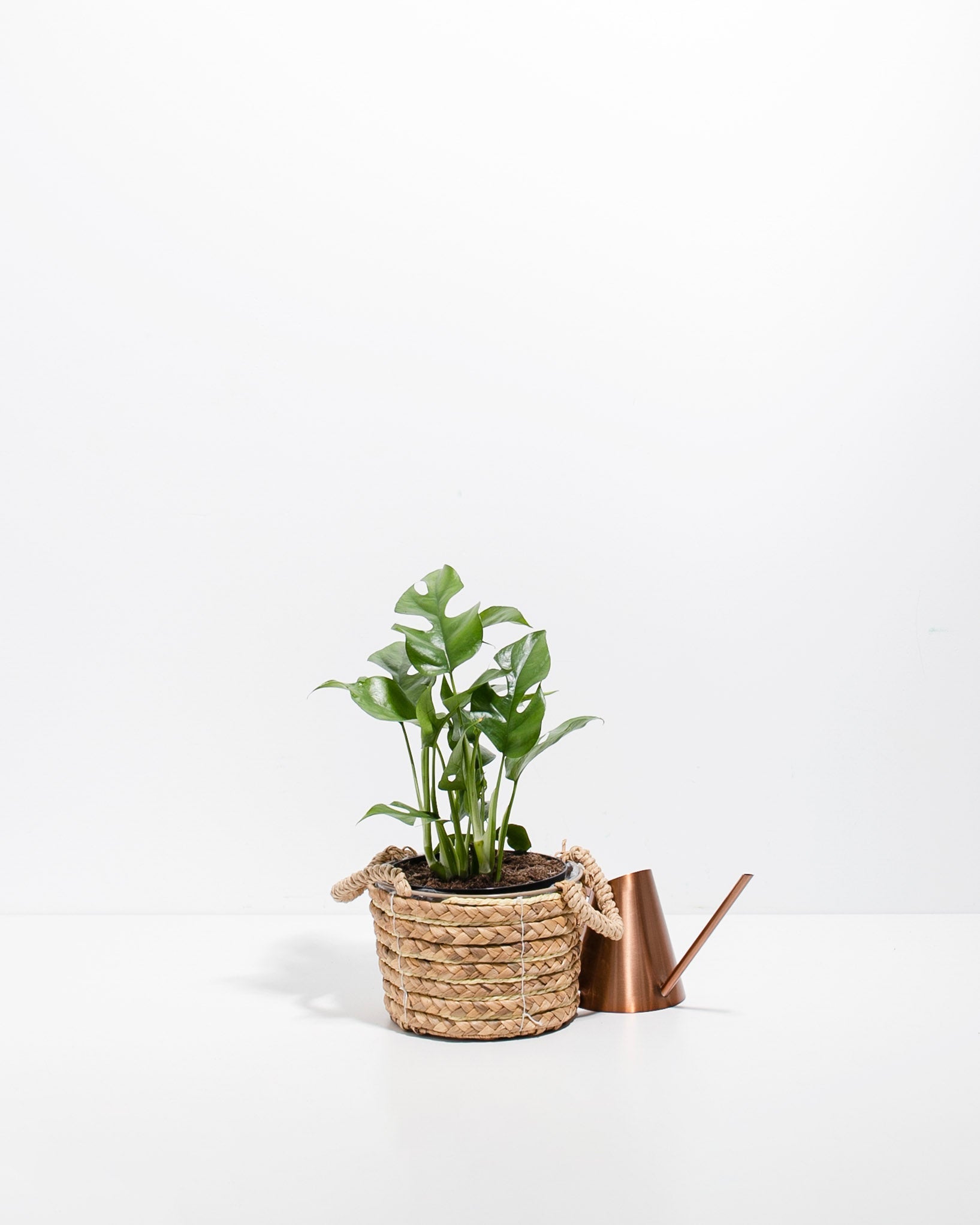 Mini Monstera (Philodendron Ginny) For Sale With Care Guide