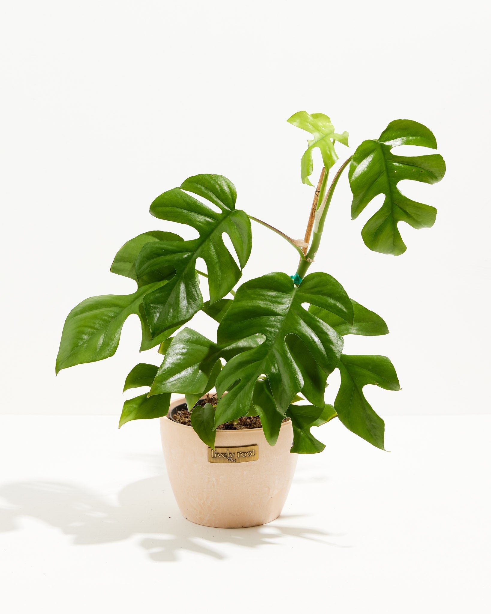Mini Monstera (Philodendron Ginny) For Sale With Care Guide