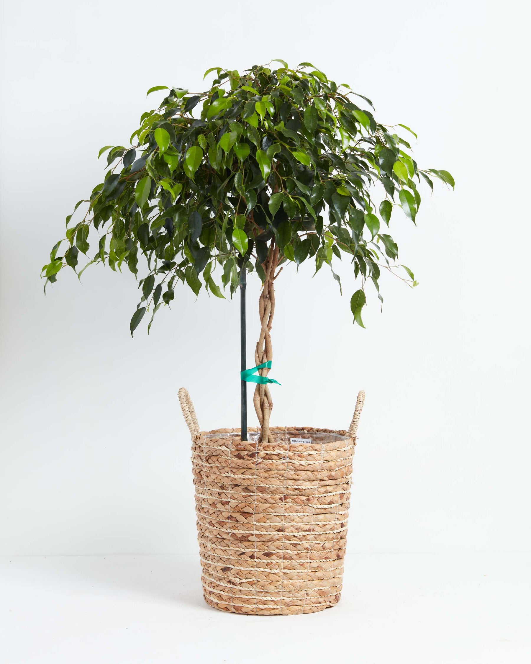 Ficus Benjamina Midnight Braid | Indoor Plants | Lively Root