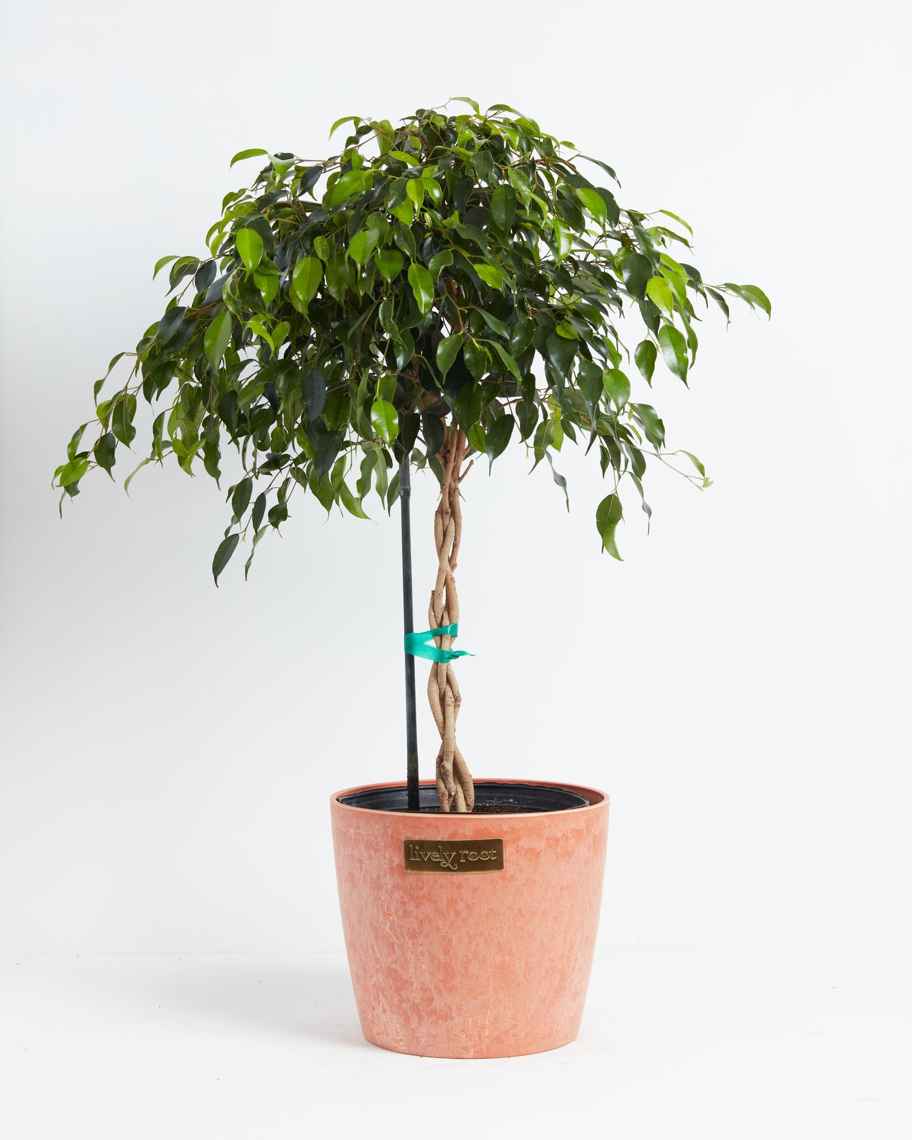 Ficus Benjamina Midnight Braid | Indoor Plants | Lively Root
